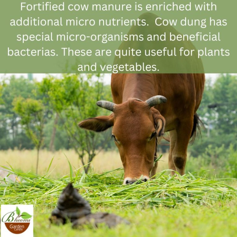 Boost Your Soil Health with Bhoomi's Cow Dung Manure