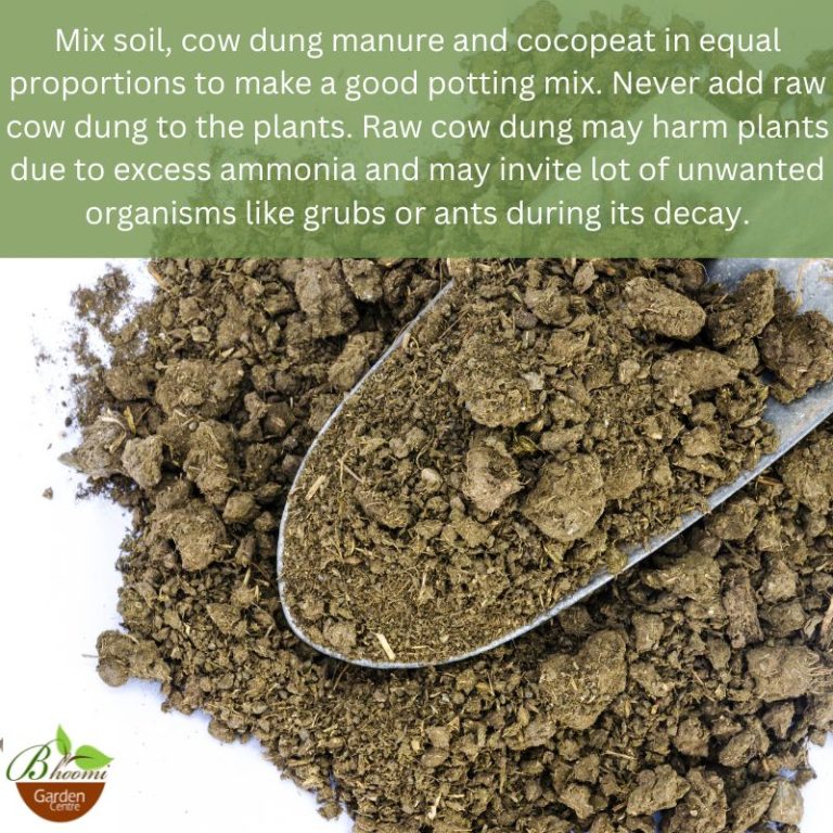 Boost Your Soil Health with Bhoomi's Cow Dung Manure
