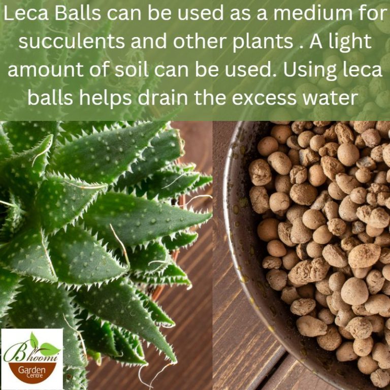 Buy Expanded Clay Leca Balls for Healthy Indoor Plants