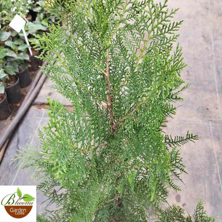 Buy Morpankhi Thuja: The Best Evergreen for Your Garden