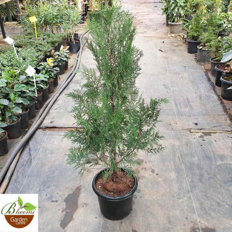 Buy Morpankhi Thuja: The Best Evergreen for Your Garden