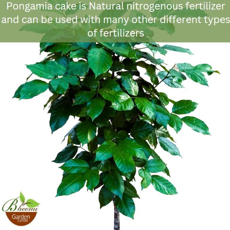 Buy Pure Pongamia Cake Powder for Organic Fertilizer