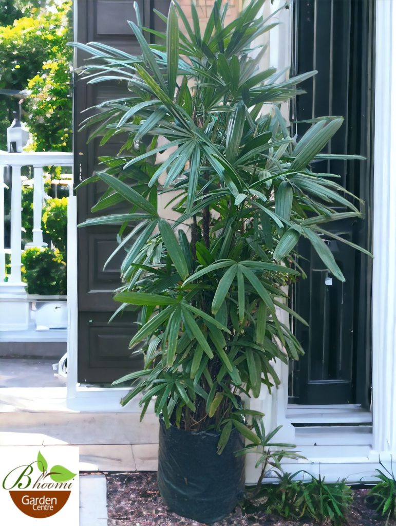 Discover the Rhapis Palm: The Perfect Indoor Plant