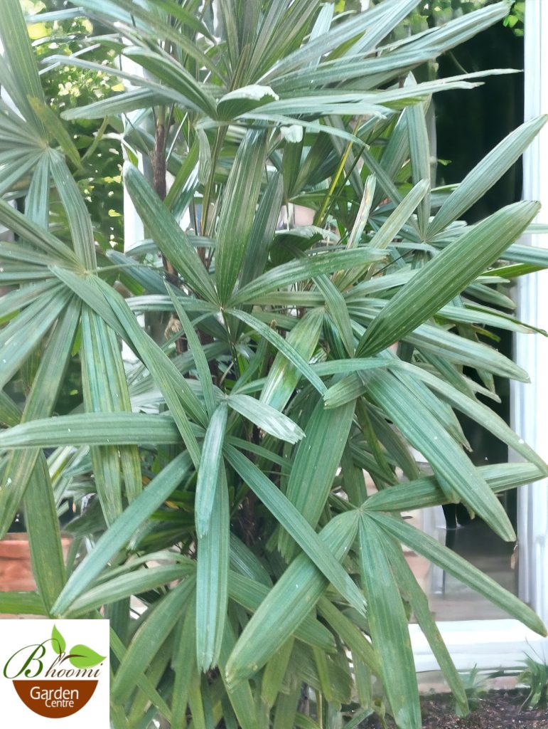 Discover the Rhapis Palm: The Perfect Indoor Plant