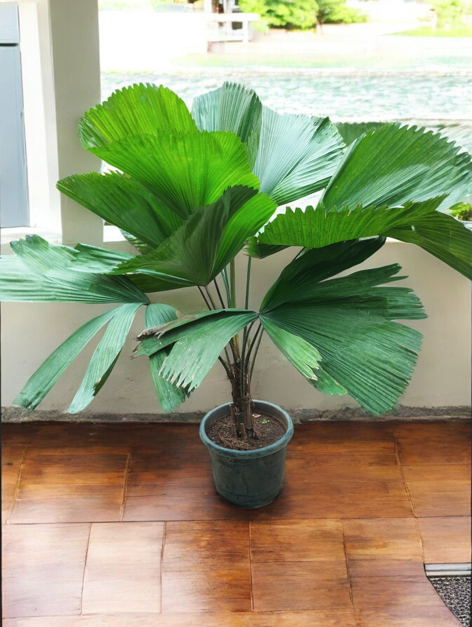Captivating Licuala Grandis Palm: A Charming Indoor Gem