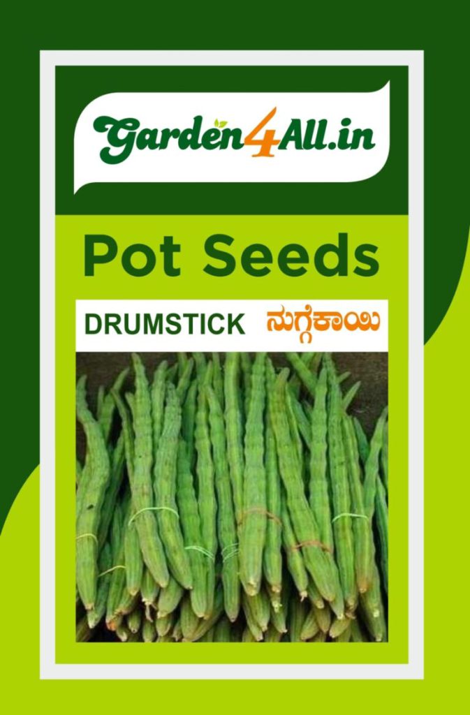 Grow from Drumstick Seeds for Nutritious Moringa Trees