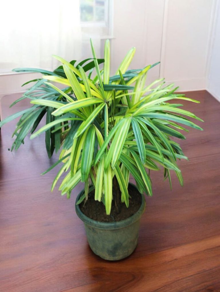 Discover the Rhapis Palm Variegated: A Rare Indoor Plant