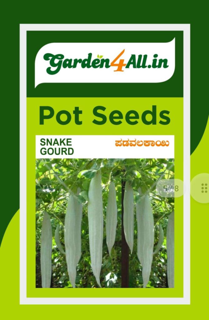 Grow Snake Gourd Seeds for a Bountiful Harvest