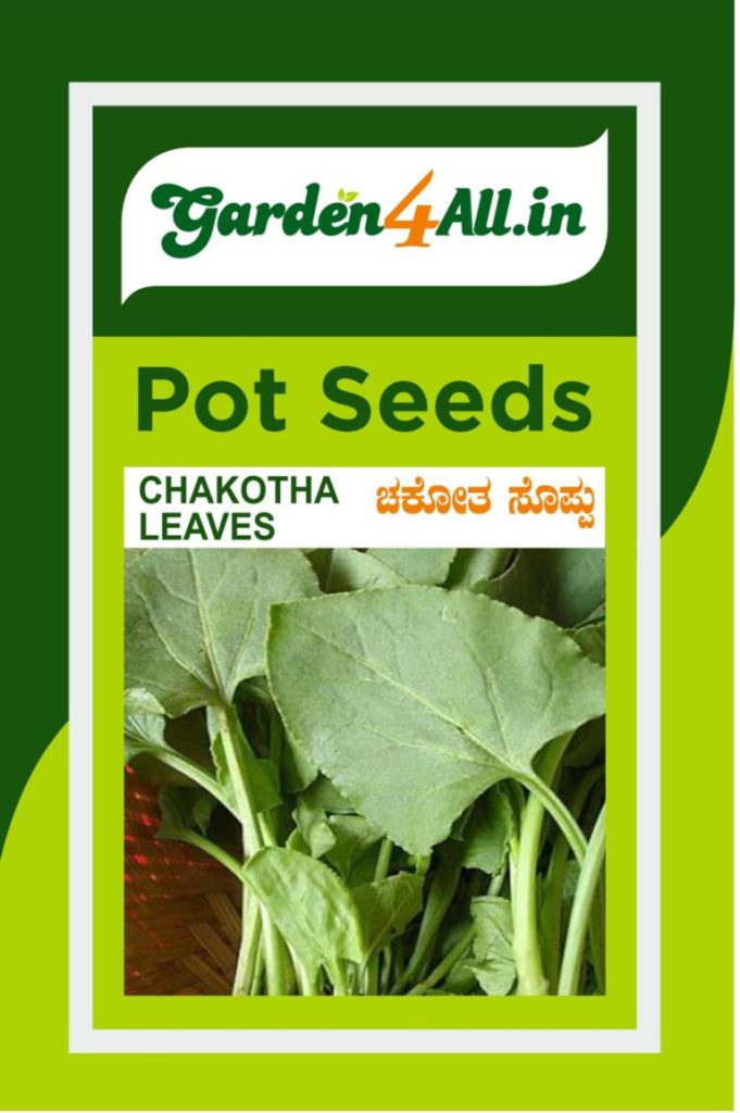 Grow Chakotha Soppu from Chakotha Seeds: Nutritious Mountain Spinach Guide