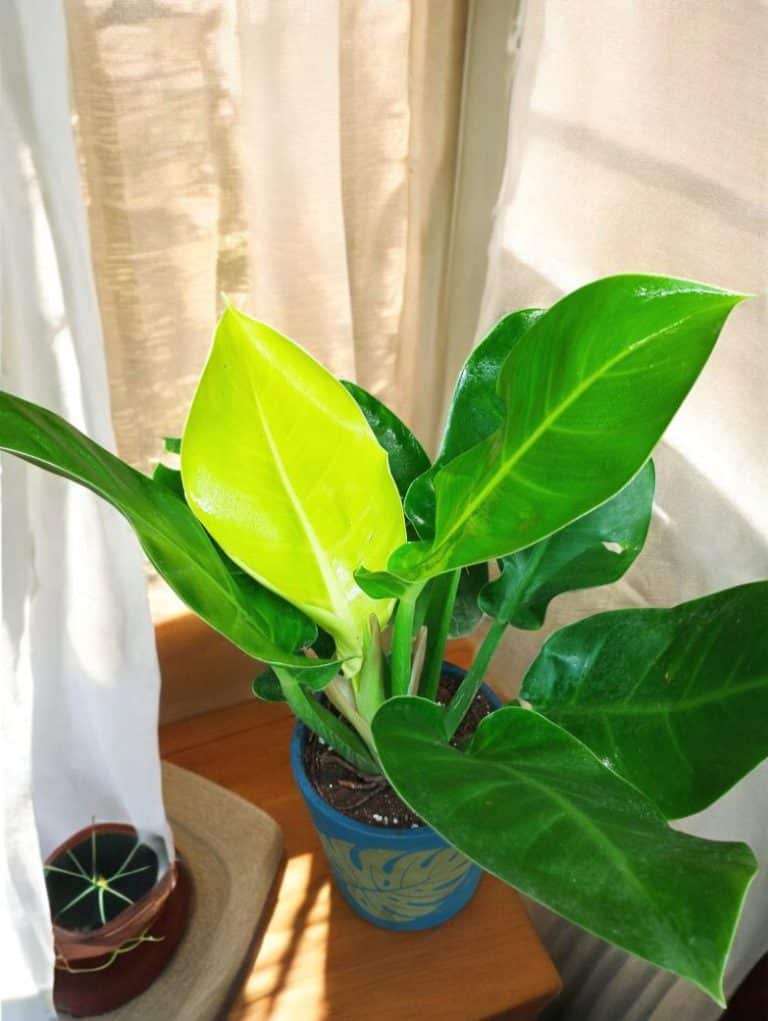 Philo Gold: The Perfect Tabletop Plant Gift for Everyone