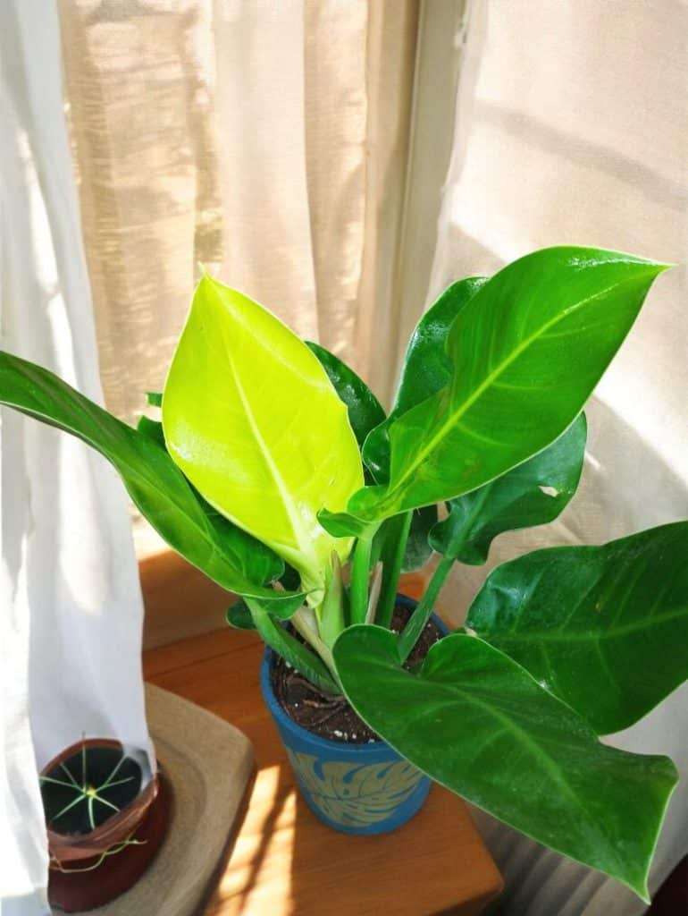 Philo Gold: The Perfect Tabletop Plant Gift for Everyone